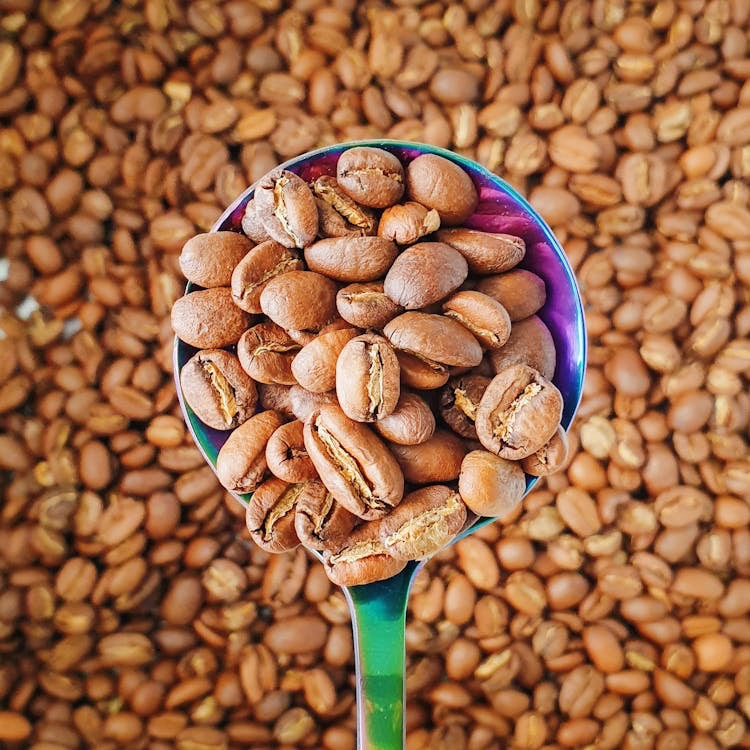 Modern Guide to Coffee Roast Levels | Torque Coffees Light Roast Expertise