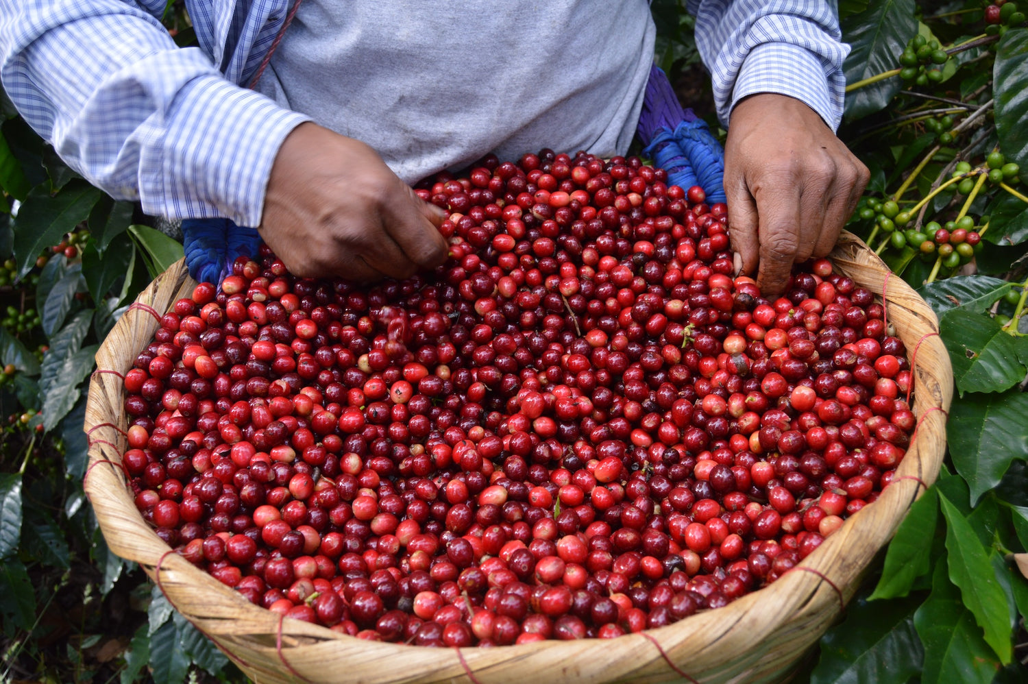 Our Coffees – Torque Coffees